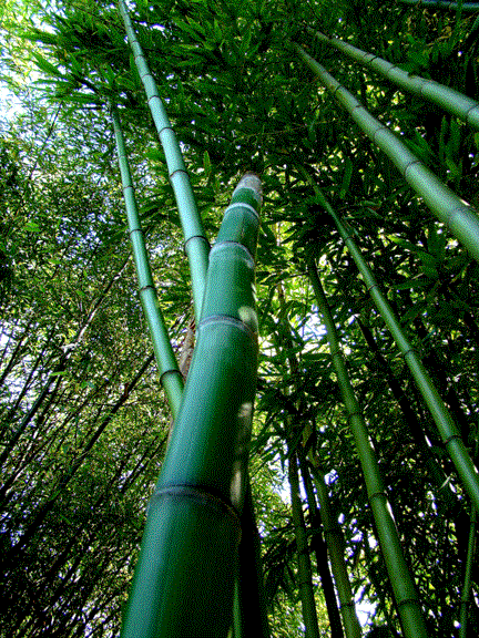 Bamboo
